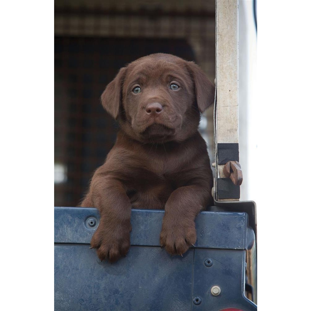 Karte Welpe Labrador braun vorn - Marios Dogshop - nur das Beste für ...